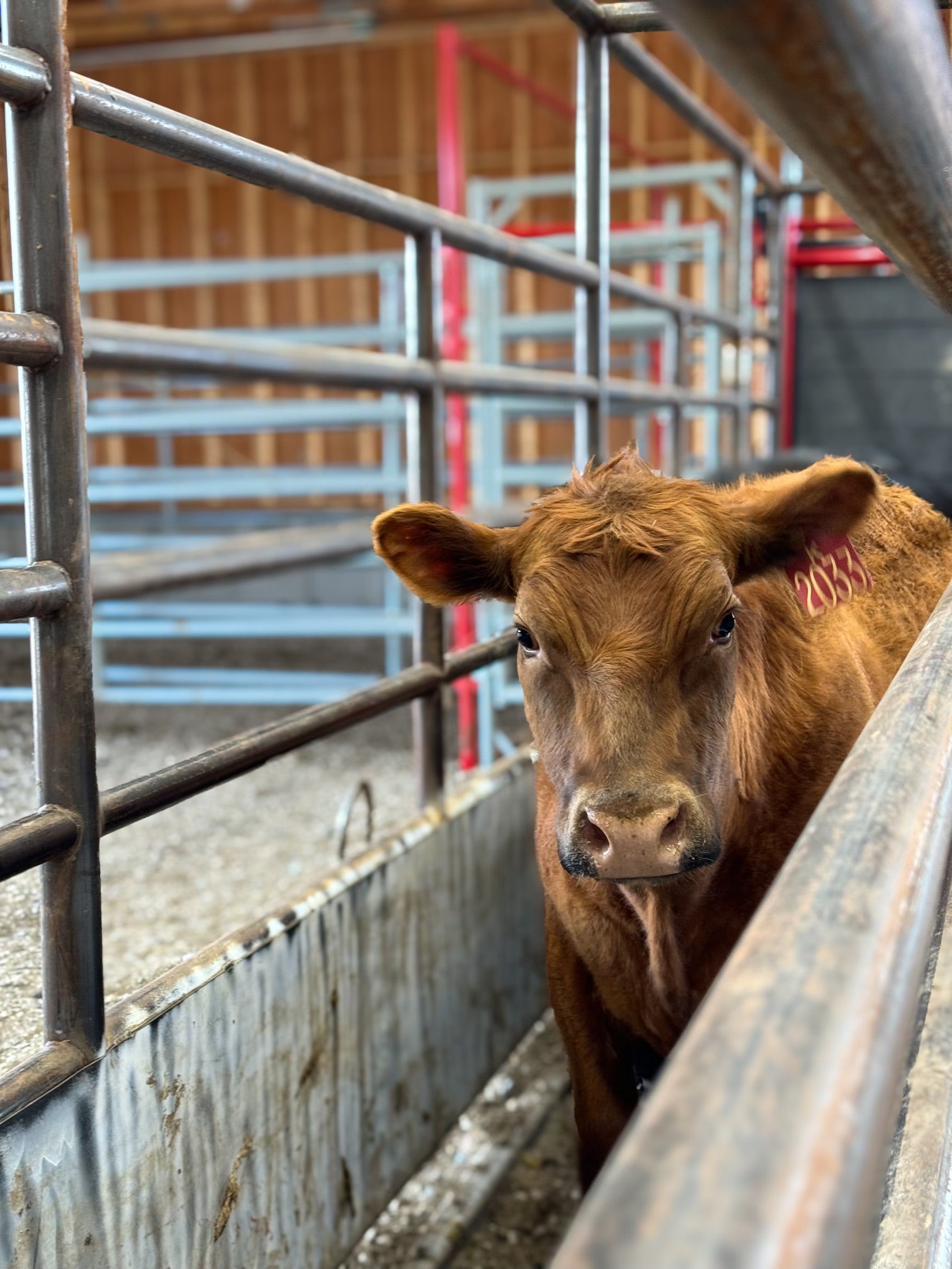 Feature: The Art of Low-Stress Livestock Handling – Tangen Draw